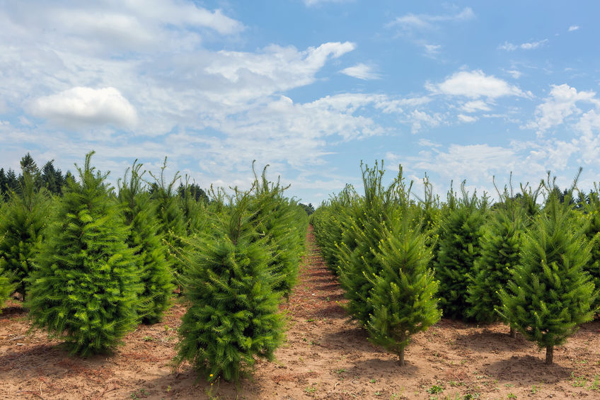 Push to Talk Two-Way Radios for Tree Farms - Peak PTT Blog